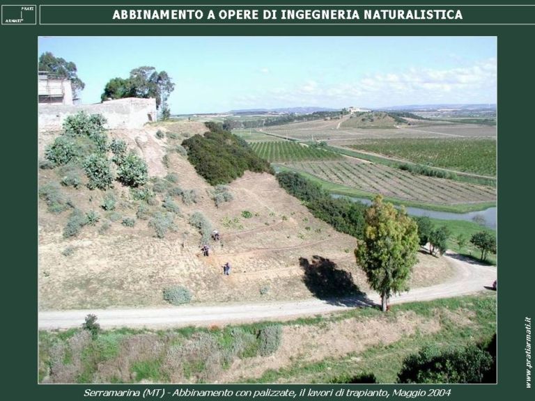 palizzate, palificate e viminate sono sinergiche con i Prati Armati