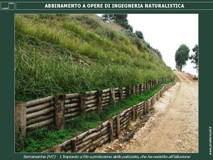 palizzate, palificate e viminate sono sinergiche con i Prati Armati